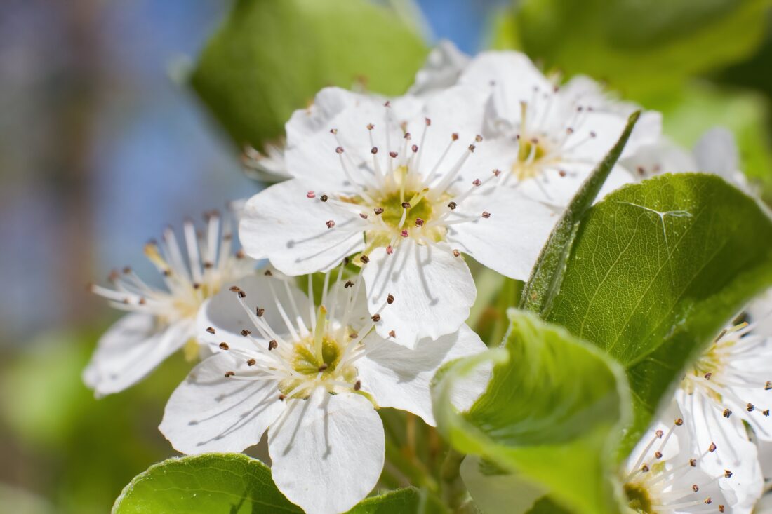 Kansas could be the next state to stop people from planting Bradford ...